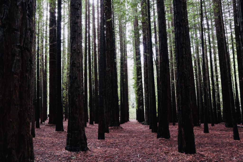 ガイドブックに載っていない穴場の観光スポット！Redwood Forestで心と体をリフレッシュ！【オーストラリア】｜ちゃんゆりブログ